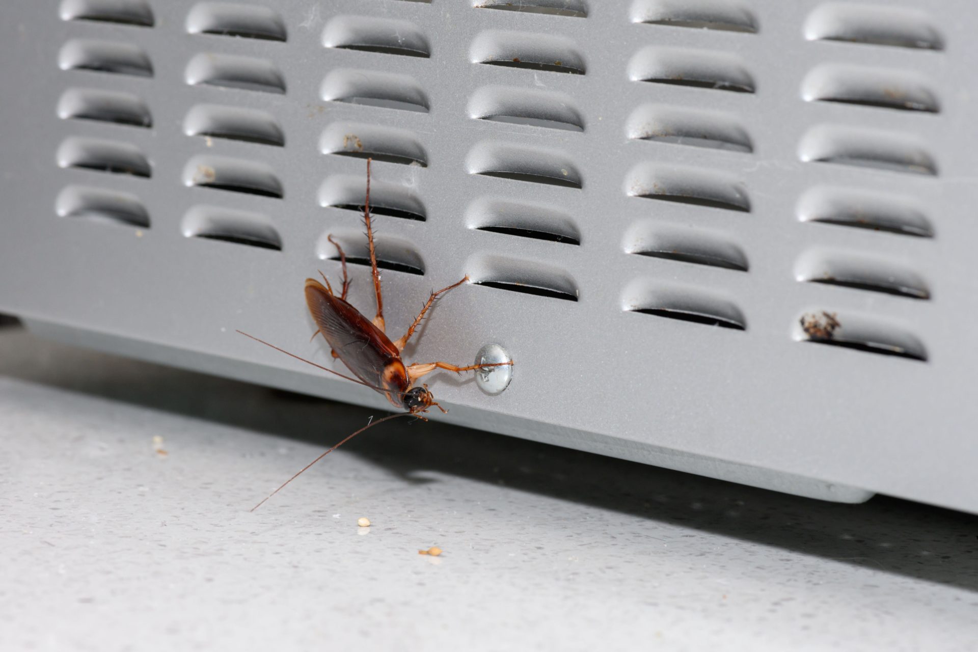 Cockroaches becoming ‘a very big problem’ in Ireland | Newstalk