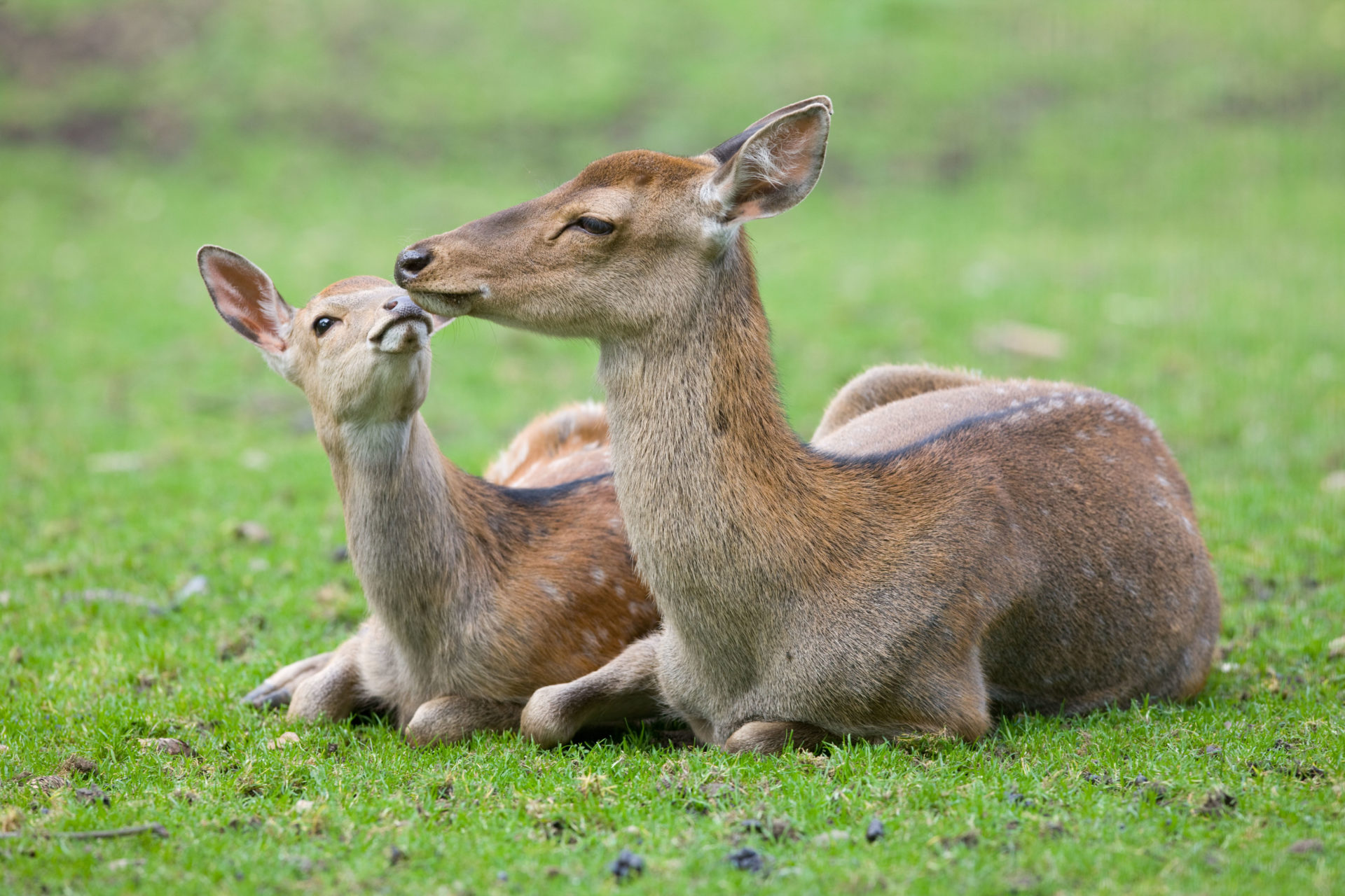 Sika deer ‘dominance’ in Wicklow prompts calls for a deer management ...