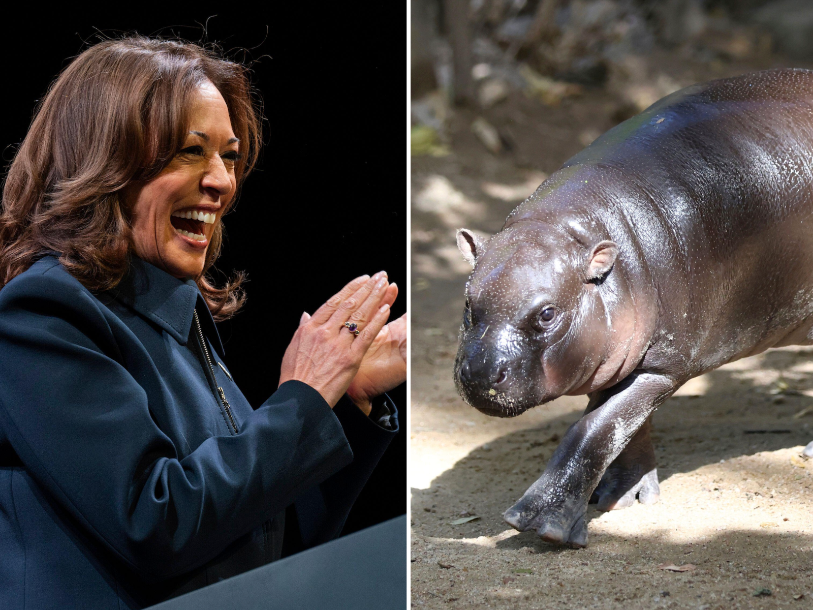 Wonka, Brat summer and mayhem at the portal: Here are the most viral moments of 2024 | Newstalk