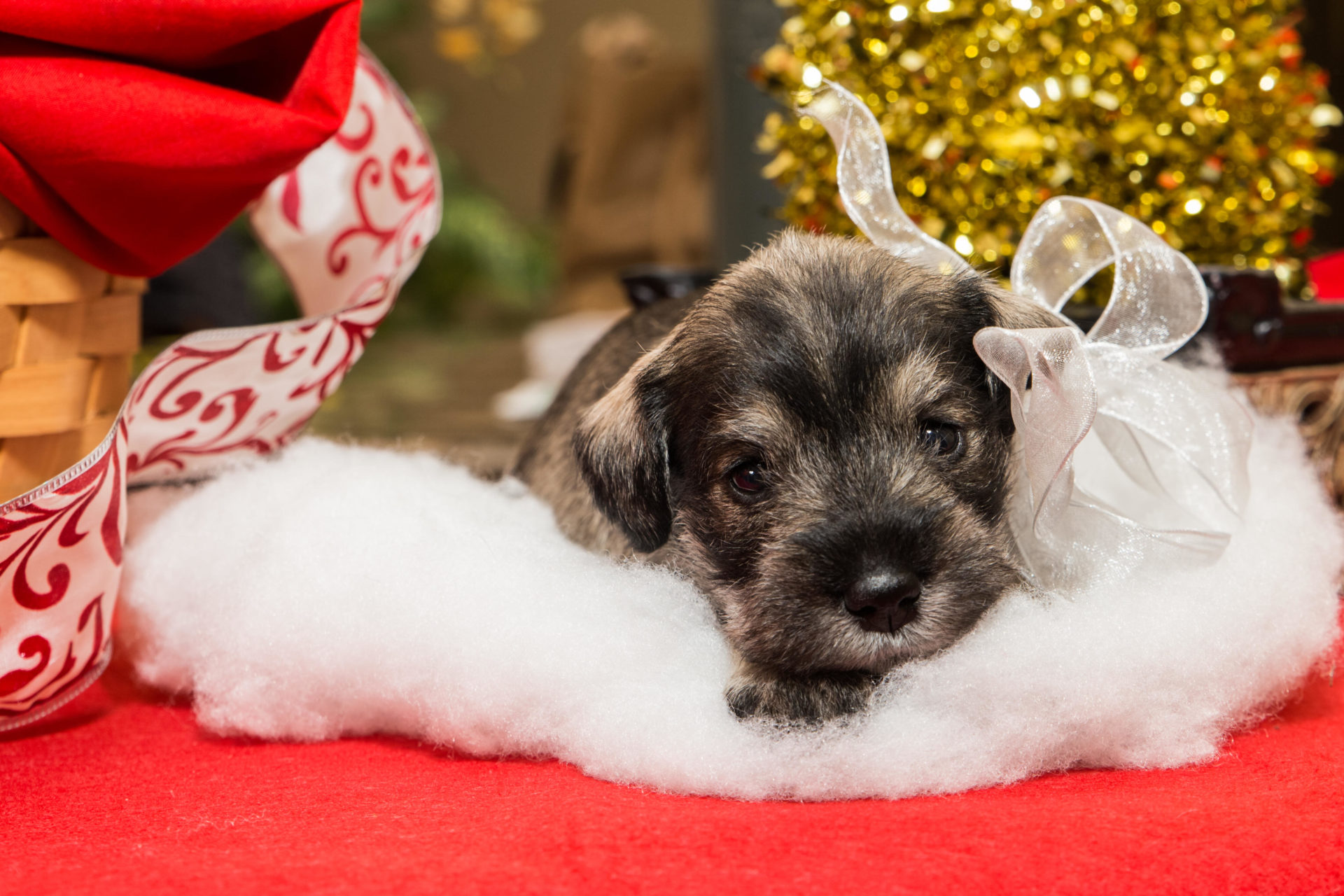 'Make it fun' - Advice for new Christmas puppy parents | Newstalk