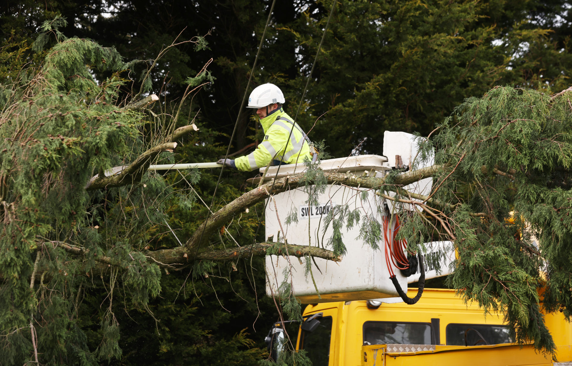Storm Éowyn: Cutting down trees near power lines 'makes zero sense ...