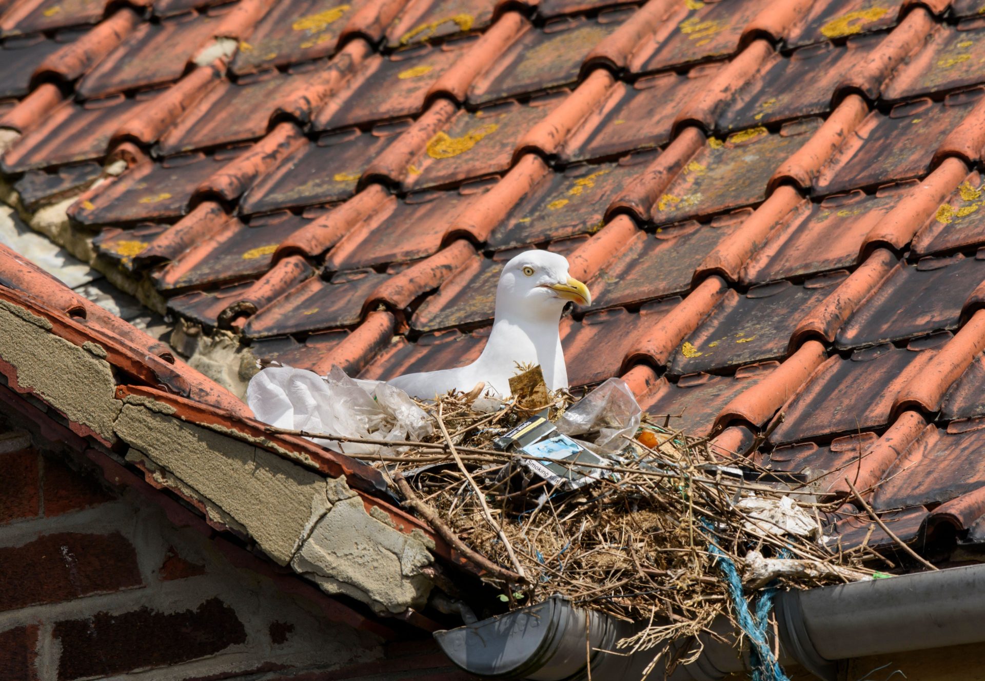 Public warned of highly aggressive seagulls nesting on top of homes ...