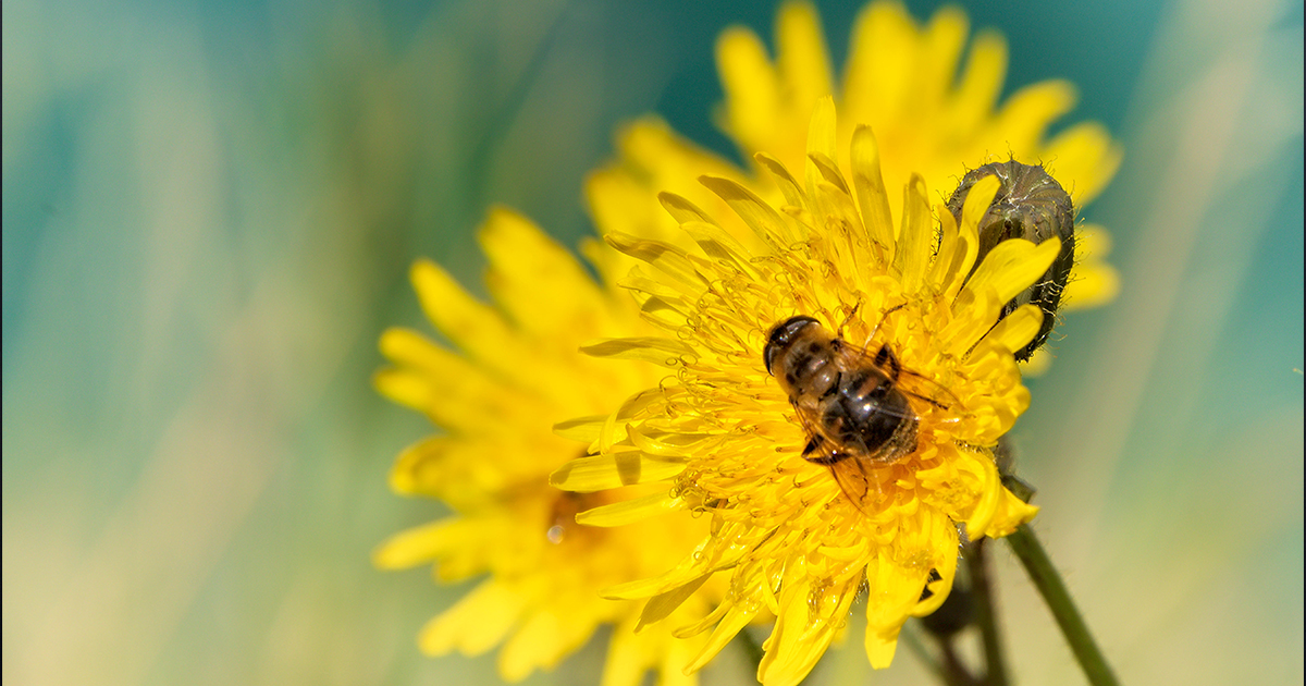 Buzzin’ for World Bee Day: How We Can Help Save the Bees | www.98fm.com
