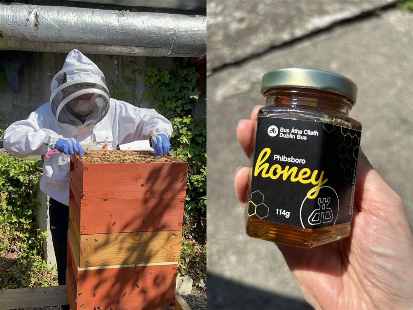 Dublin Bus depots home to 250,000 bees - 'Quite calming to hear' | Newstalk