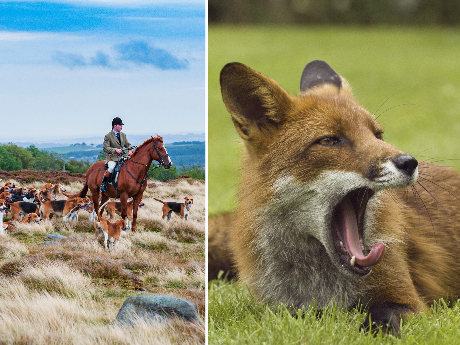 Fox hunting: TDs consider ban on 'sadistic, cruel activity' | Newstalk