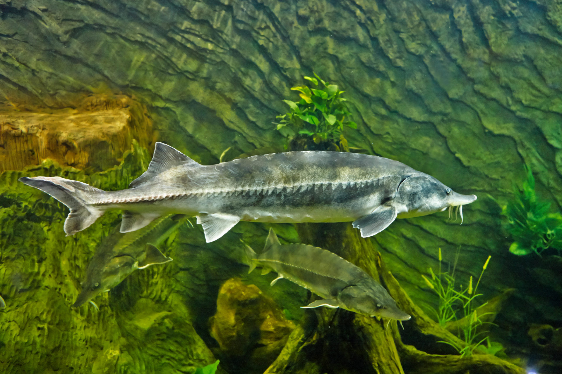 Thought to be extinct sturgeon fish spotted in Irish waters | Newstalk