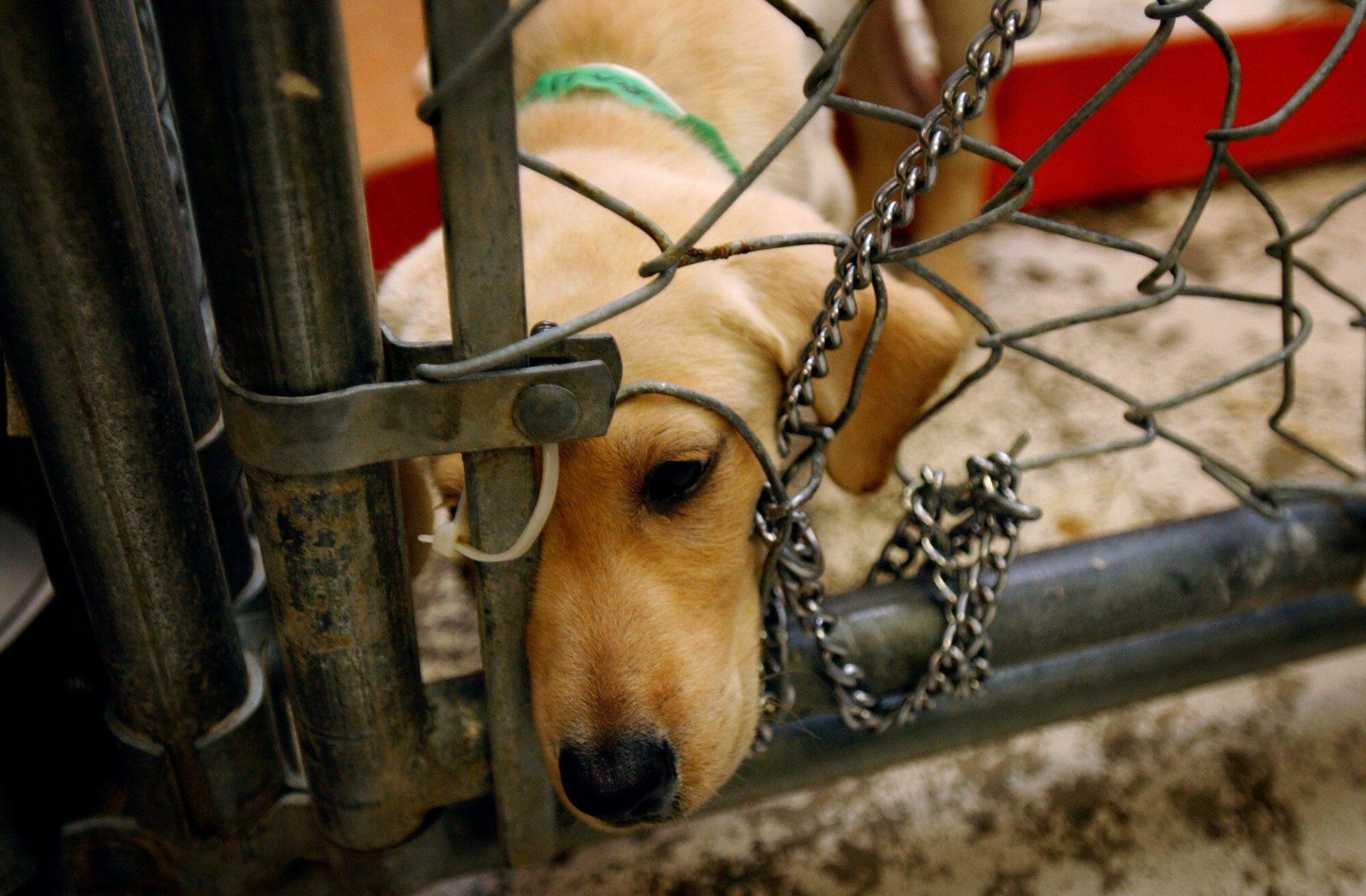 DSCPA warns of 'horrific conditions' on puppy farms | Newstalk