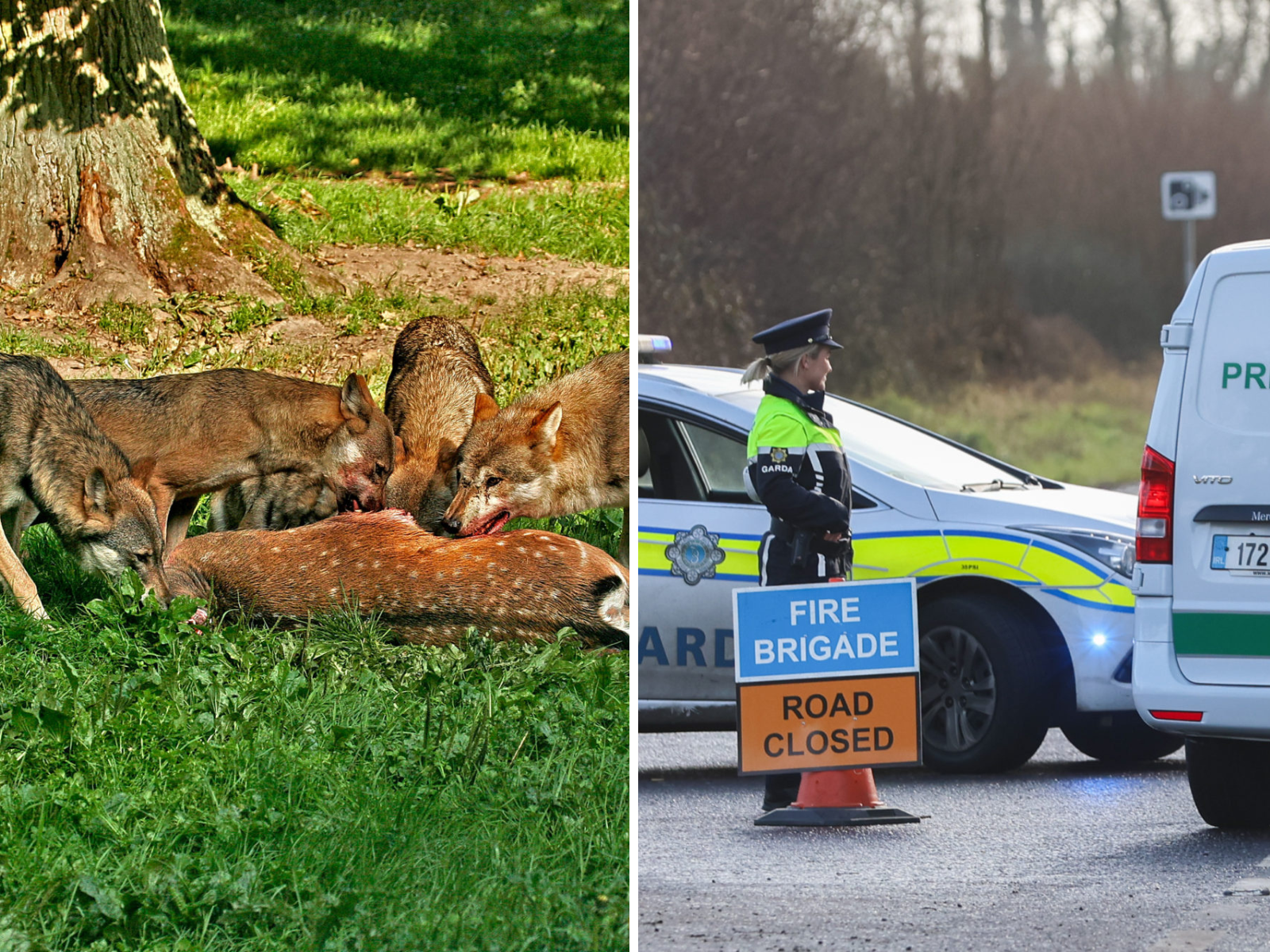 Why bringing back wolves could improve 'human safety on the roads ...