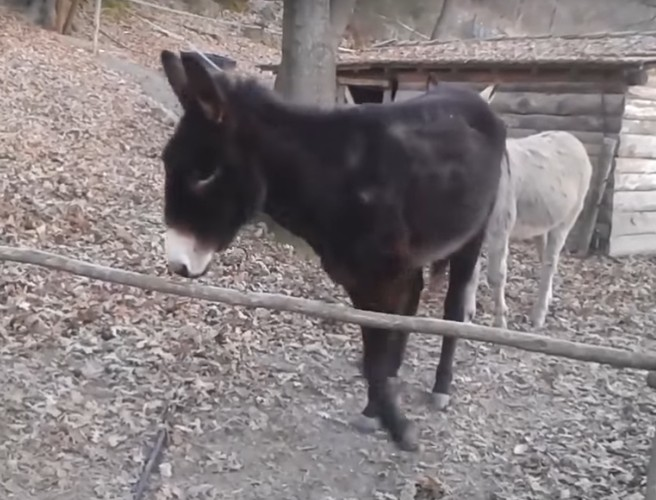 WATCH: Smart Donkey Finds Way To Escape From Field | SPIN1038